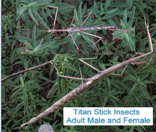 Stick Insects for Sale, Buy Stick Insects, Goliath Stick Insects, Stick ...